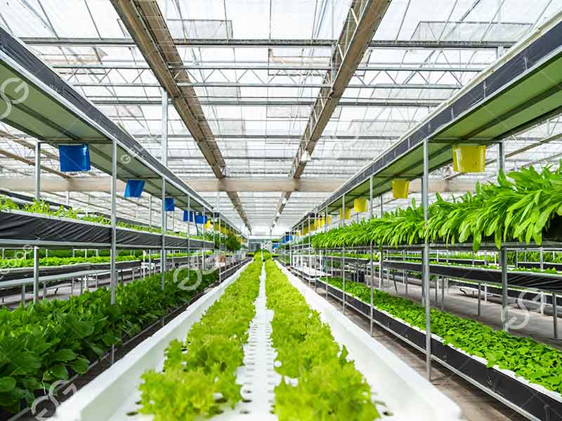 How Can I Promote My Vegetable Business Vegetable Processing Methods？