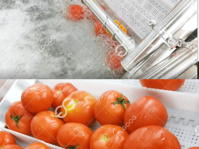 What Equipment Is Used For Tomato Vegetable Cleaning For Roma Tomato Sauce？