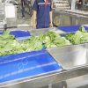 Leafy Vegetable Washing And Drying Processing Line