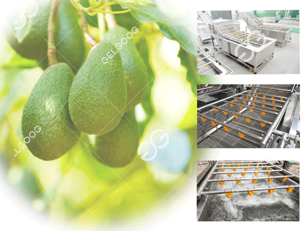 300-5000kg/H Avocado Washing Cleaning Machine For Sale