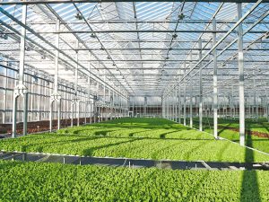 What Is Post Harvest Operation In Vegetable Production For Vegetable ...