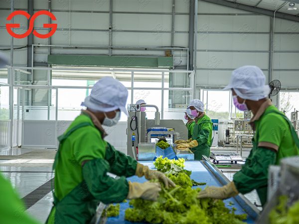 How To Start A Leafy Vegetable Processing Business?