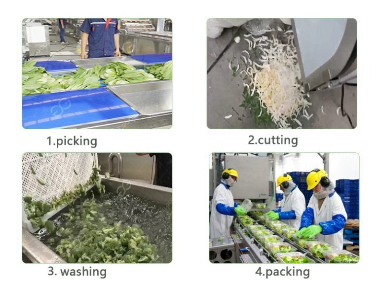Do Vegetable Washers Work For Salad Processing?