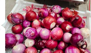 Onion Peeling Cutting Packing Processing Line Solution Manufacturer