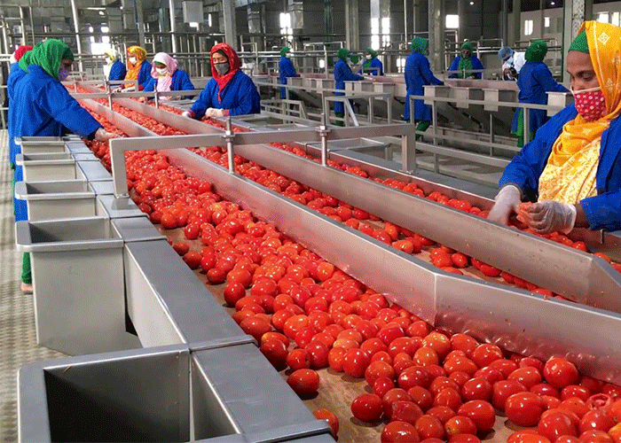 Is Tomato Processing Profitable?