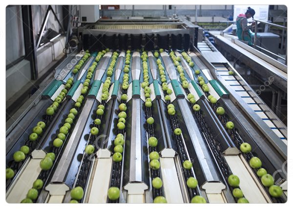 Create A Vegetable Processing Plant Cost