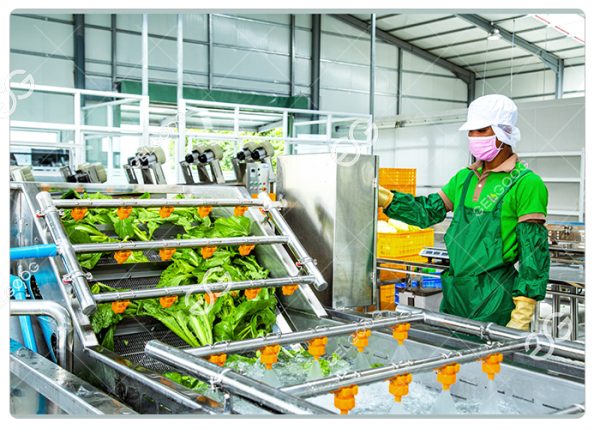 Industrial Leaf Vegetable Processing Equipment: The Importance of ...