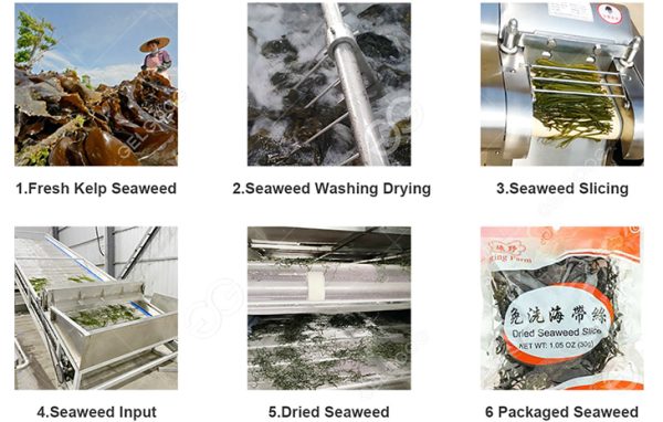 How To Start A Seaweed Processing Plant