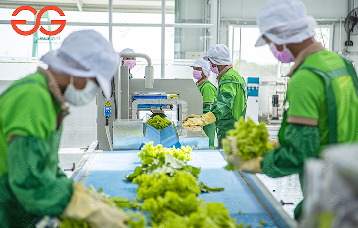 Vegetable Washing Line Exported To Cambodia