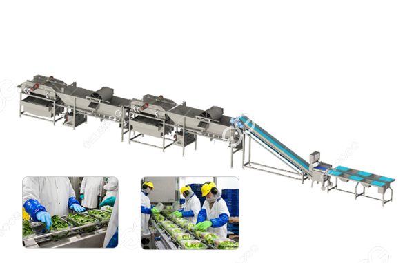 Gelgoog Vegetable Process Production Line Solution