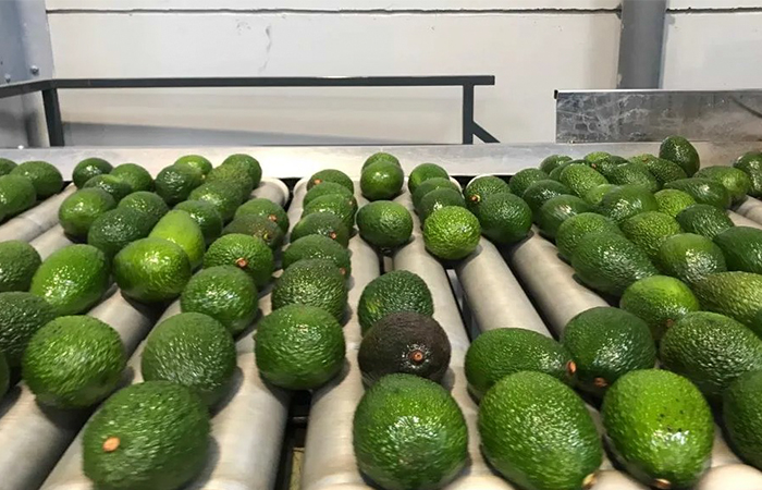 How Are Avocados Processed In A Factory?
