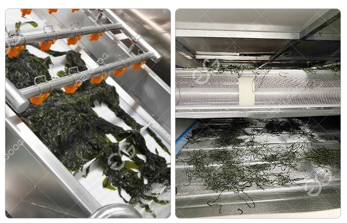 What Are The Steps In Seaweed Processing In Plant?