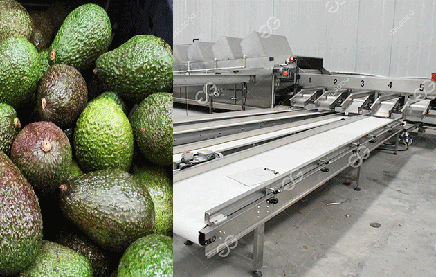 What Is The Avocado Grading Line?