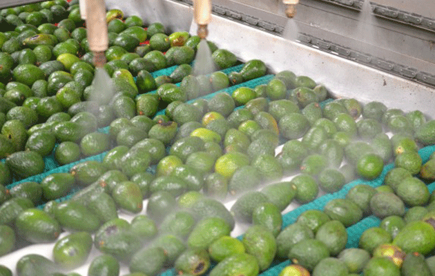 How To Clean An Avocado In A Factory