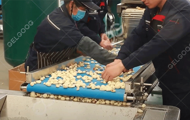 What Is The Garlic Processing Unit? - Turnkey Vegetable Washing ...