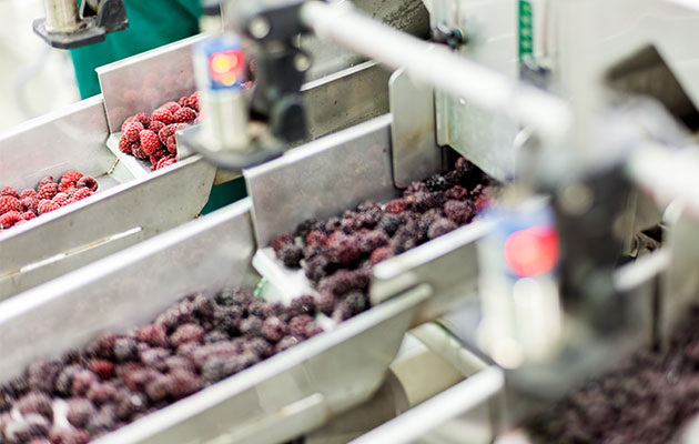 What Is The Process Of Sorting Fruit Using A Machine?