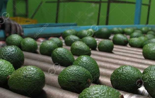 How Do You Wax Avocado Fruit In Factory?