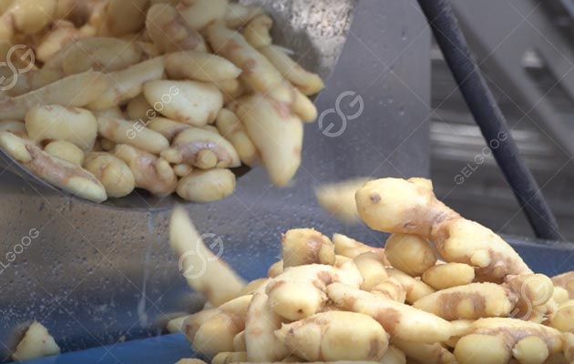 How Do You Peel Ginger In Bulk In Factory