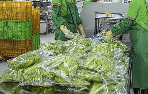 How Is Lettuce Processed And Packaged?