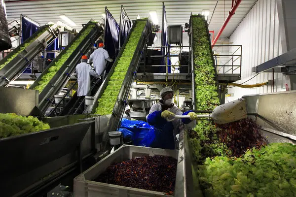 What Are The Steps Of Minimal Processing Of Fruits And Vegetables?