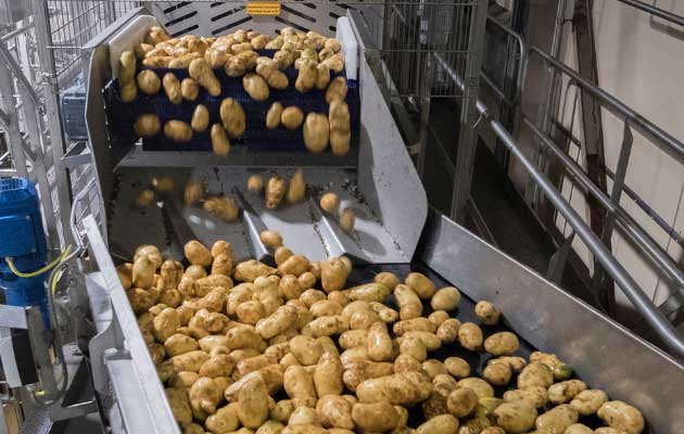 What Does Processing Potatoes Mean?