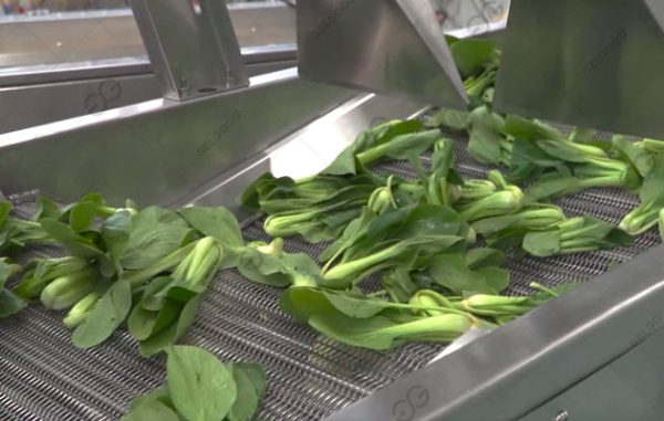 Lettuce Washing And Drying Line For Business