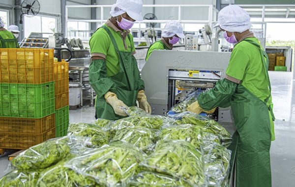 Lettuce Washing And Drying Line For Business